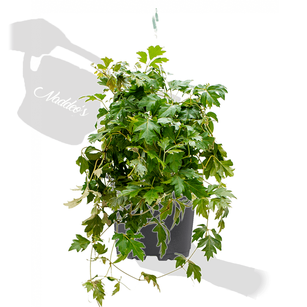 Cissus Colgante M - Naddeos