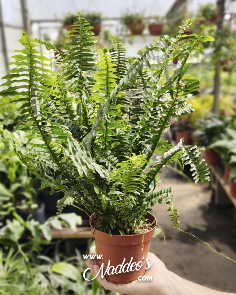 Helecho Chester Crown – Naddeos