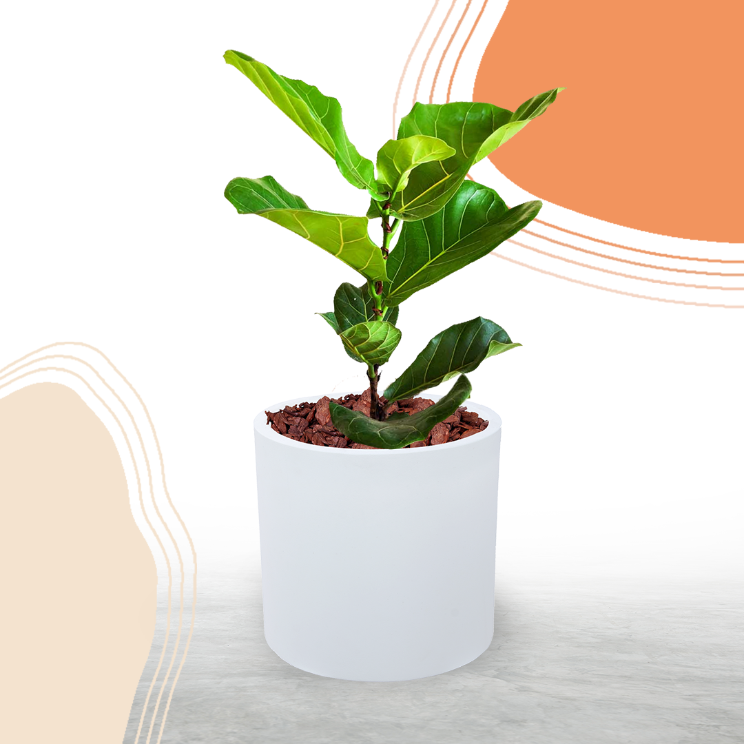 Pandurata en Cilindro 30 - Naddeos