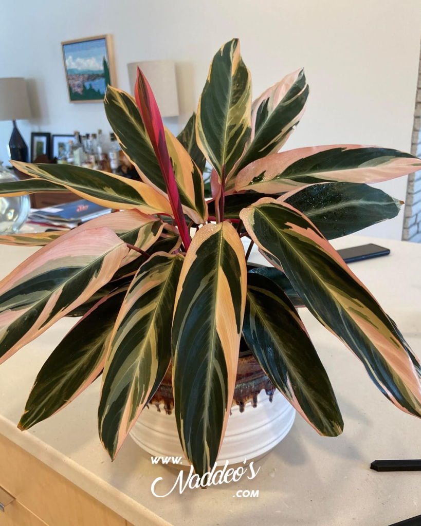 Marantha Calathea - Naddeos Online - Envío Gratis!