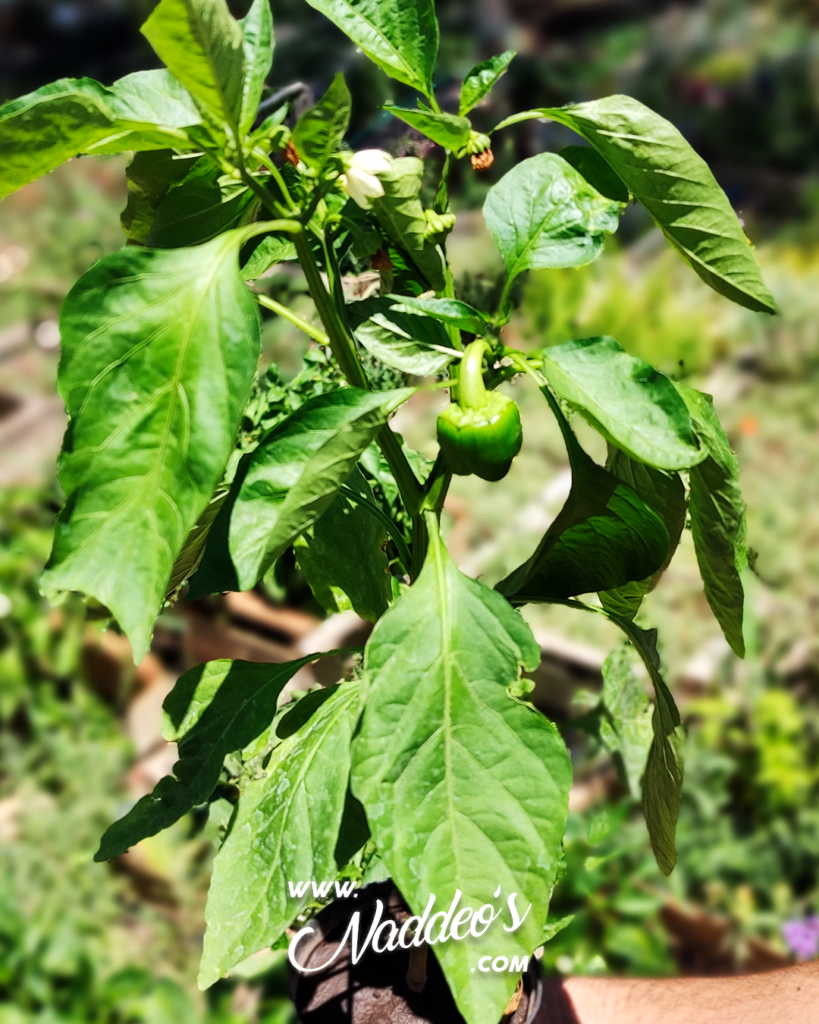 Huerta - Naddeos Online - Envío Gratis!