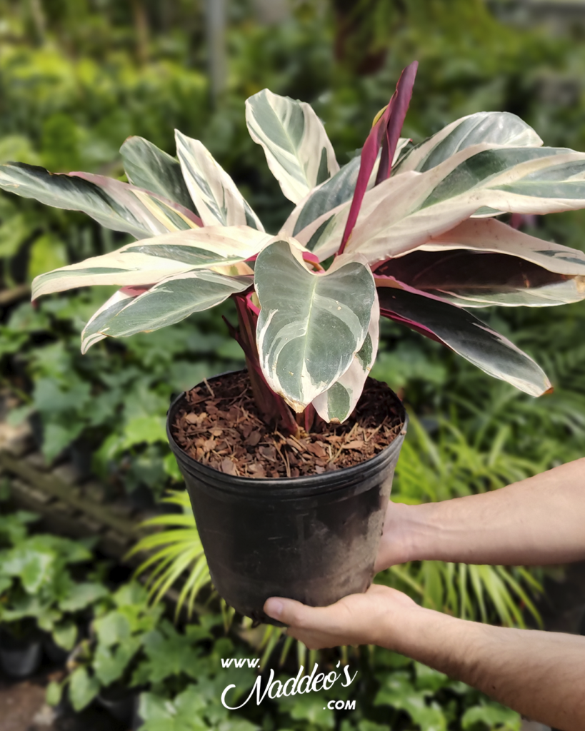 Marantha Calathea - Naddeos Online - Envío Gratis!