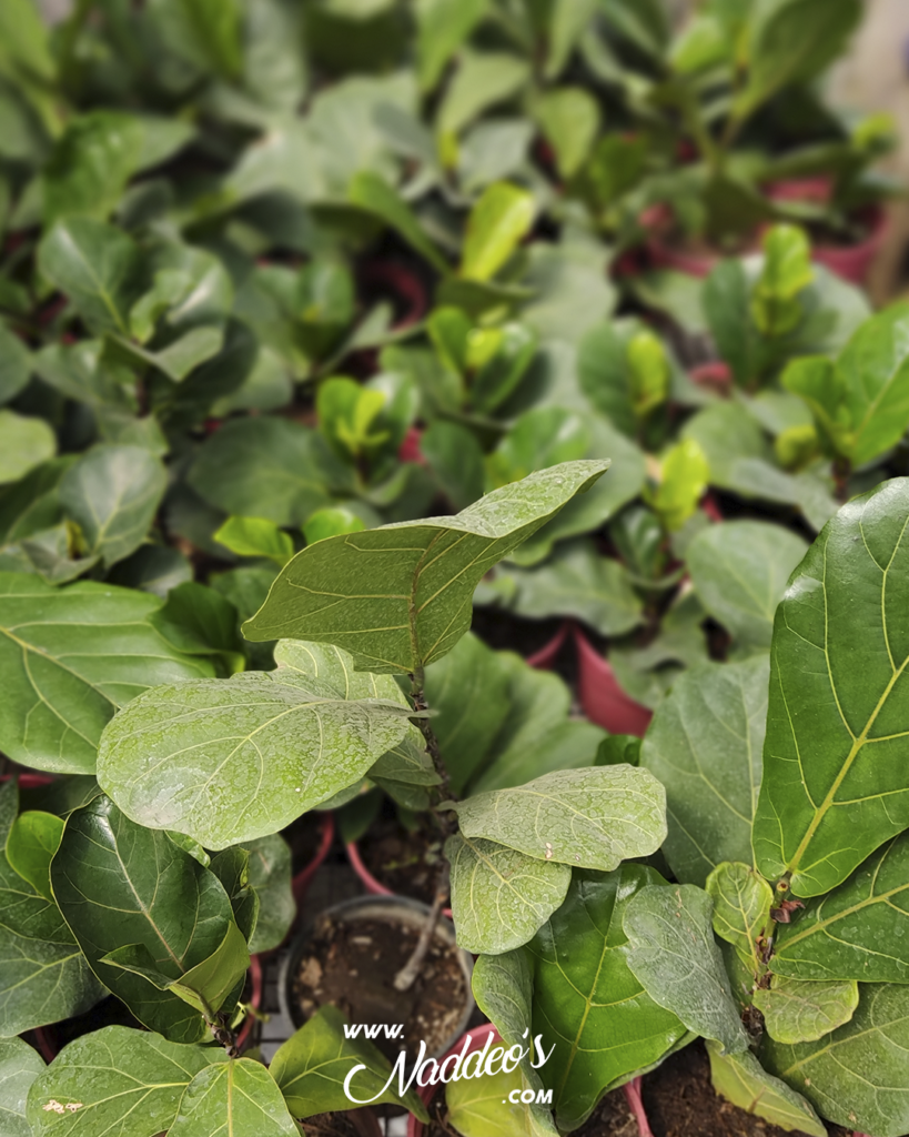 Pandurata - Naddeos Online - Envío Gratis!